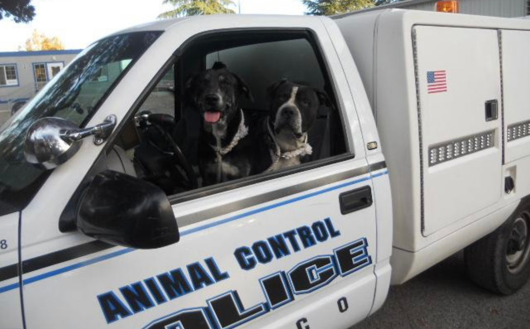 Merch Bundles – Squad Life